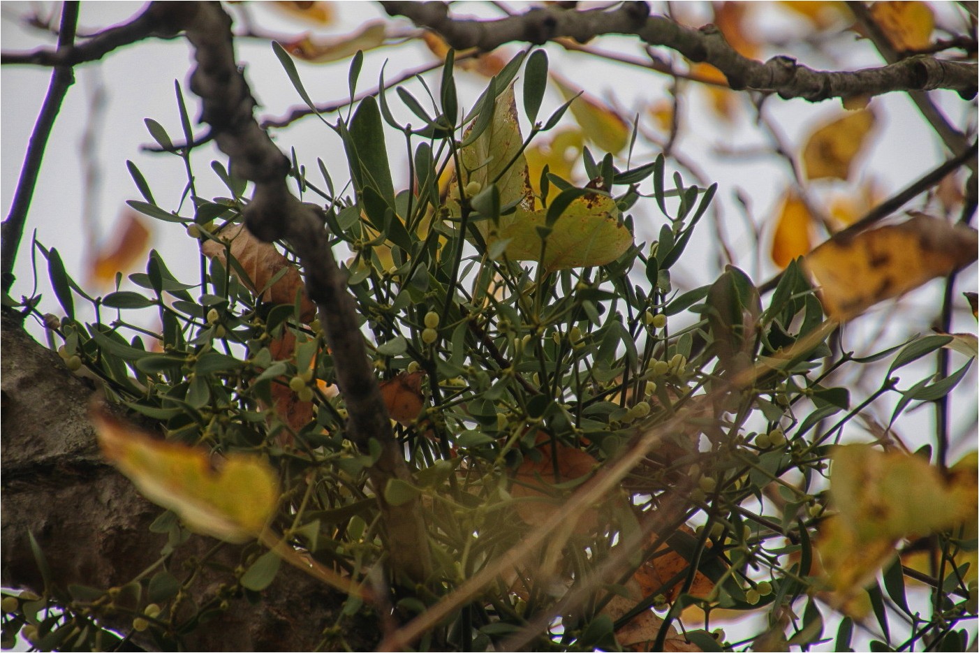 Mistel Foto & Bild | art, spezial, outdoor Bilder auf fotocommunity