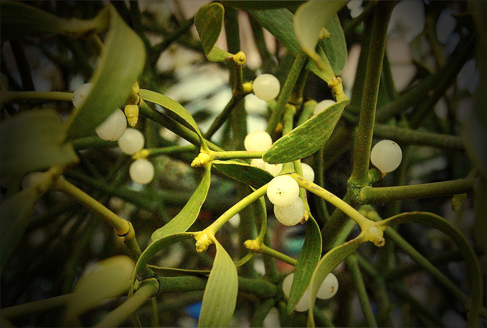 Misteln Foto & Bild | pflanzen, pilze & flechten, früchte und beeren ...