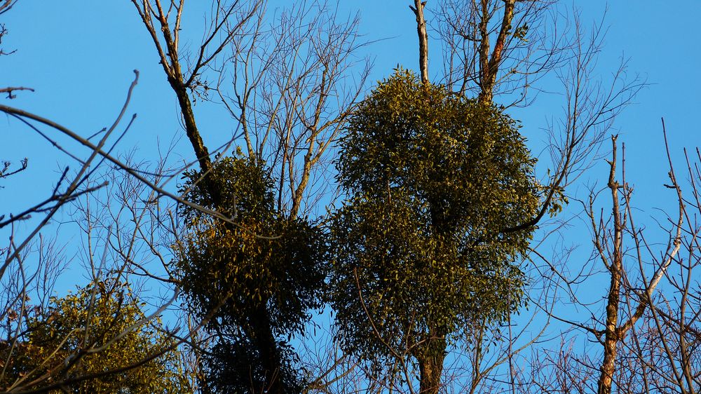 Misteln 1 Foto & Bild | pflanzen, pilze & flechten, bäume, baum Bilder ...