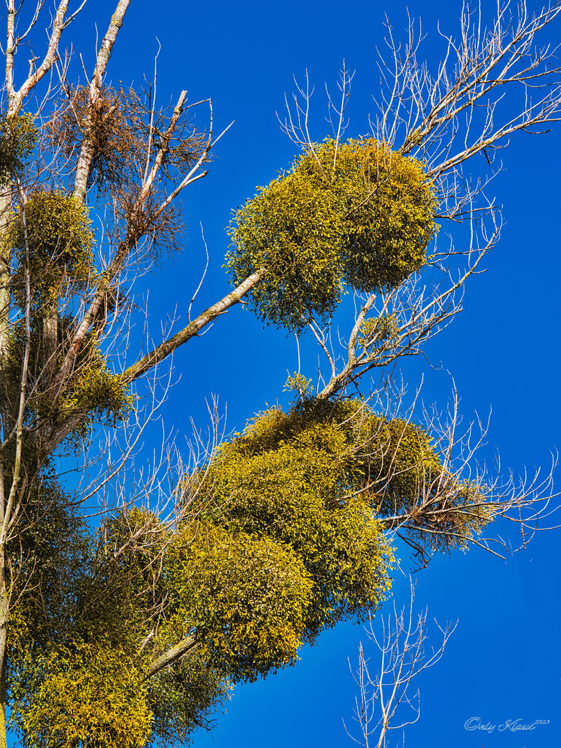 Misteln 2 Foto & Bild | pflanzen, pilze & flechten, sonstiges, blüten ...