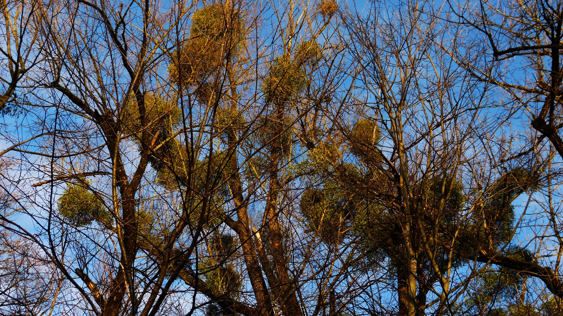 Misteln 2 Foto & Bild | pflanzen, pilze & flechten, bäume, baum Bilder ...