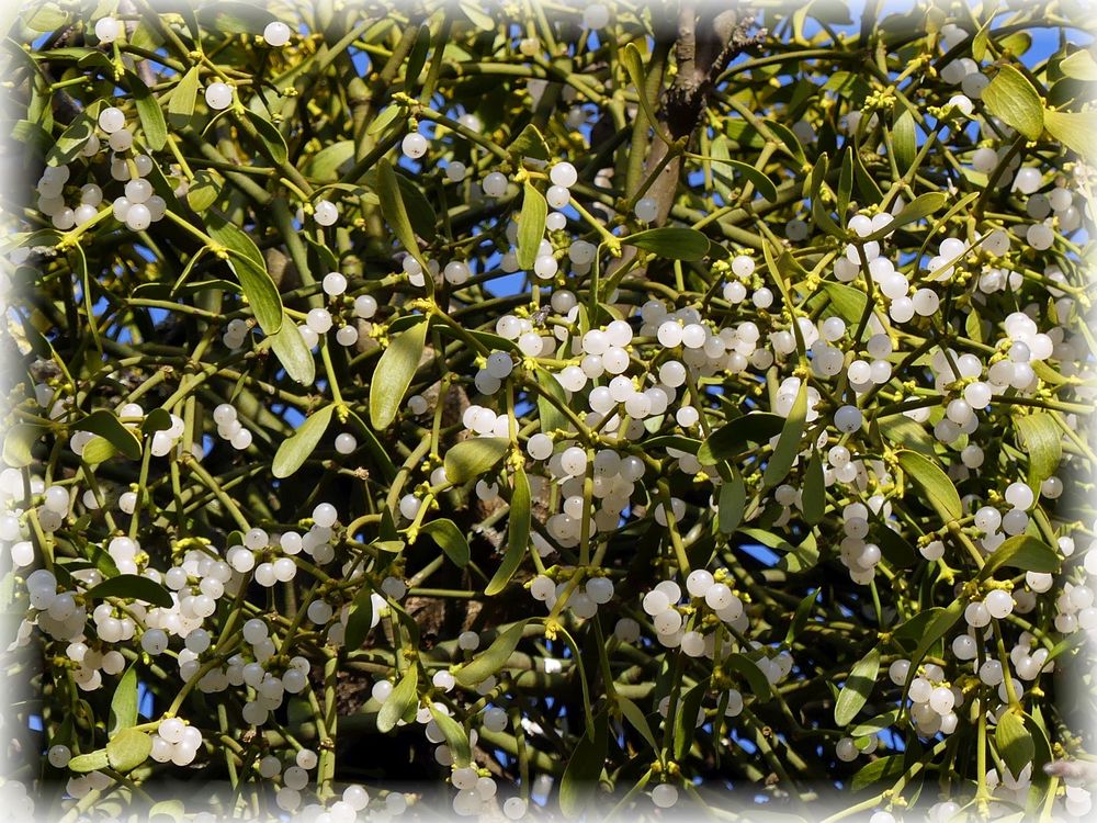 Misteln.... Foto & Bild | dezember, natur, pflanzen Bilder auf ...