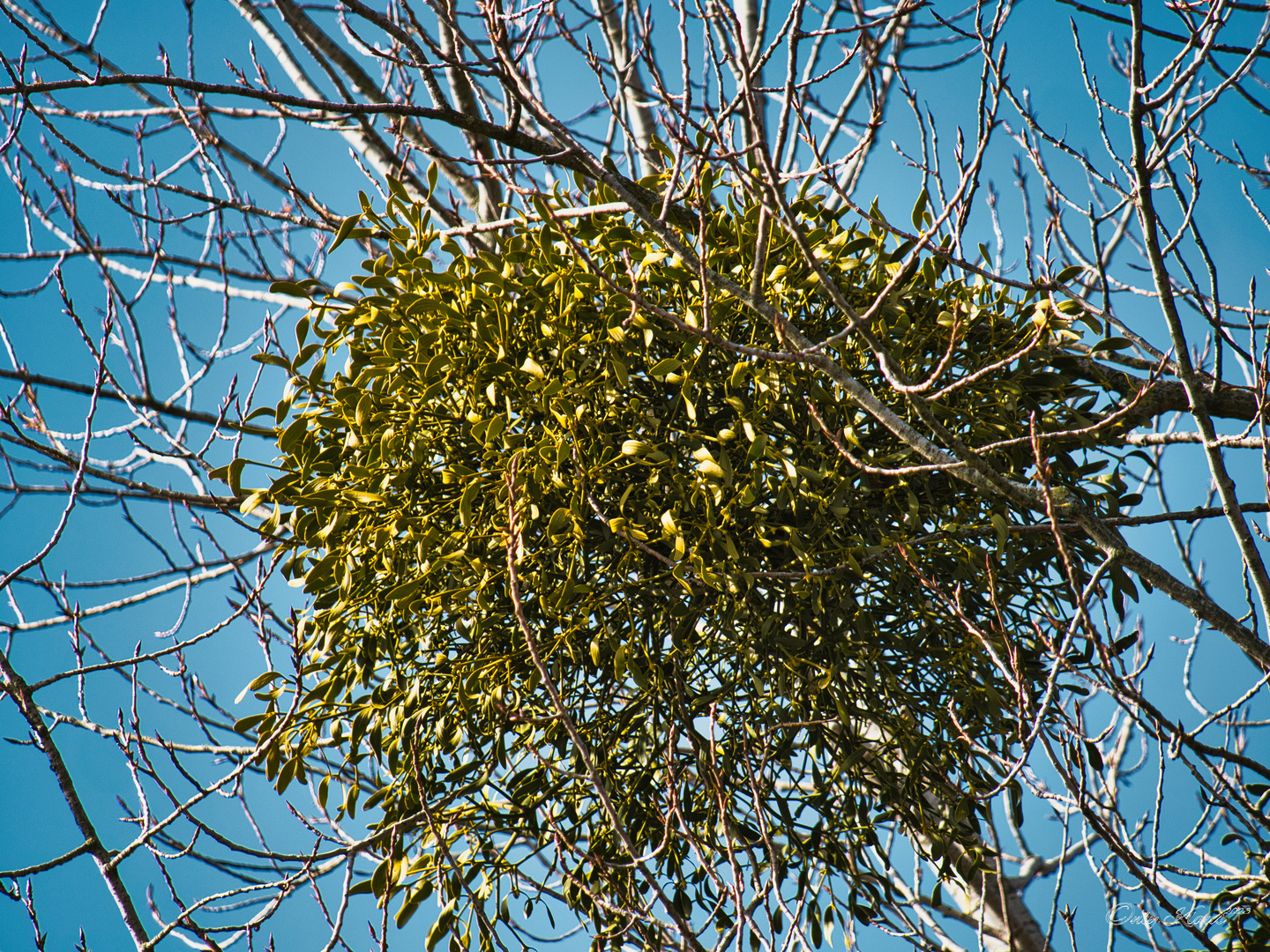 Misteln 3 Foto & Bild | pflanzen, pilze & flechten, sonstiges, blüten ...