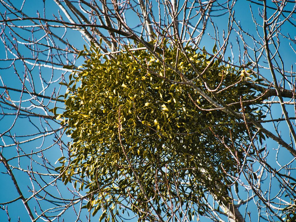 Misteln 3 Foto & Bild | pflanzen, pilze & flechten, sonstiges, blüten ...