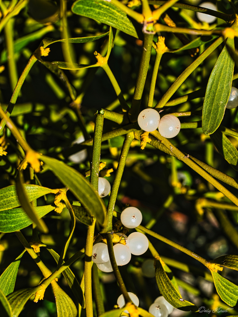 Misteln 7 Mistelfrüchte Foto & Bild | pflanzen, pilze & flechten ...