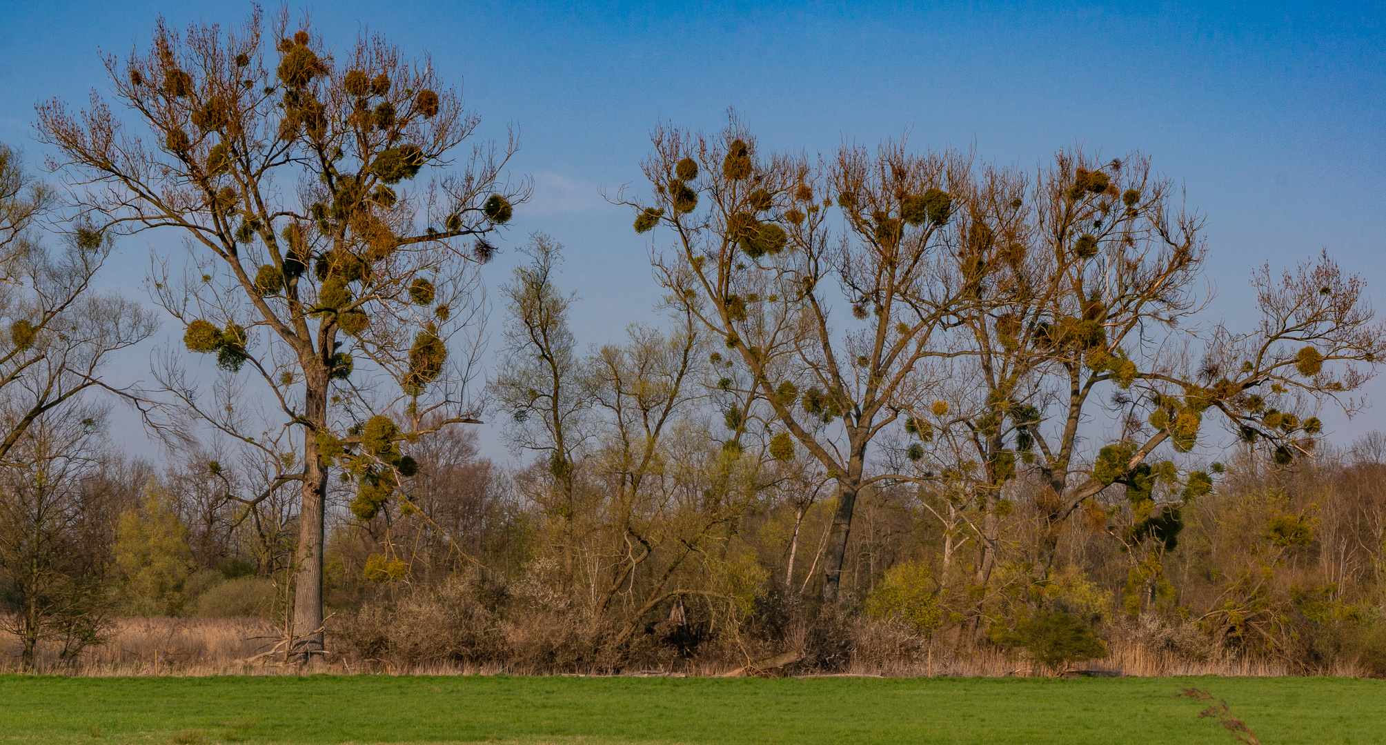 Misteln Foto & Bild | natur, pflanzen, botanik Bilder auf fotocommunity