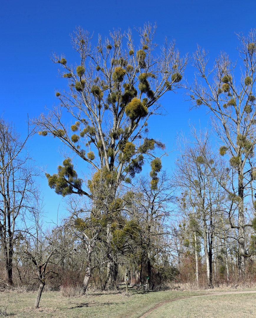 Misteln im Hessischen Ried Foto & Bild | bäume, winter, natur Bilder ...