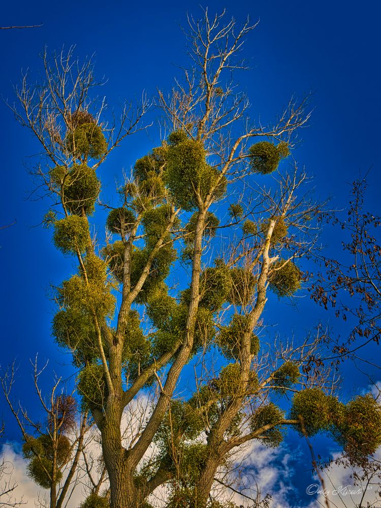 Misteln - Miraculix würde sich freuen Foto & Bild | fotos, world, wald ...