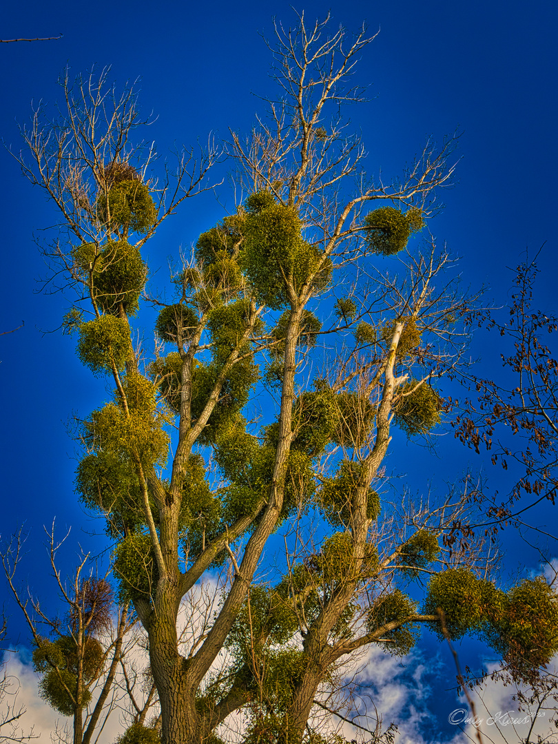 Misteln - Miraculix würde sich freuen Foto & Bild | fotos, world, wald ...