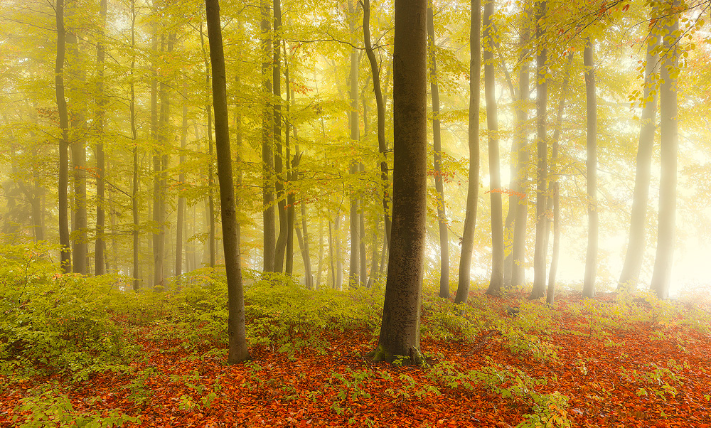 MISTY FOREST [01|COLOR] Foto & Bild | wald, natur, landschaft Bilder ...