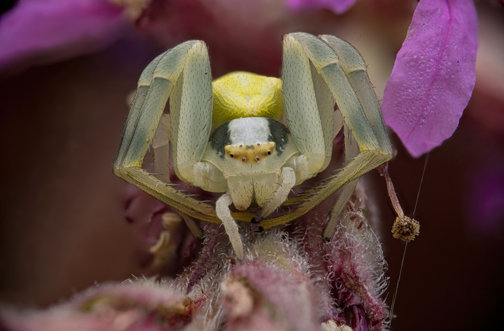 Misumena Vatia Foto & Bild | monatswettbewerbe natur, foto des jahres ...