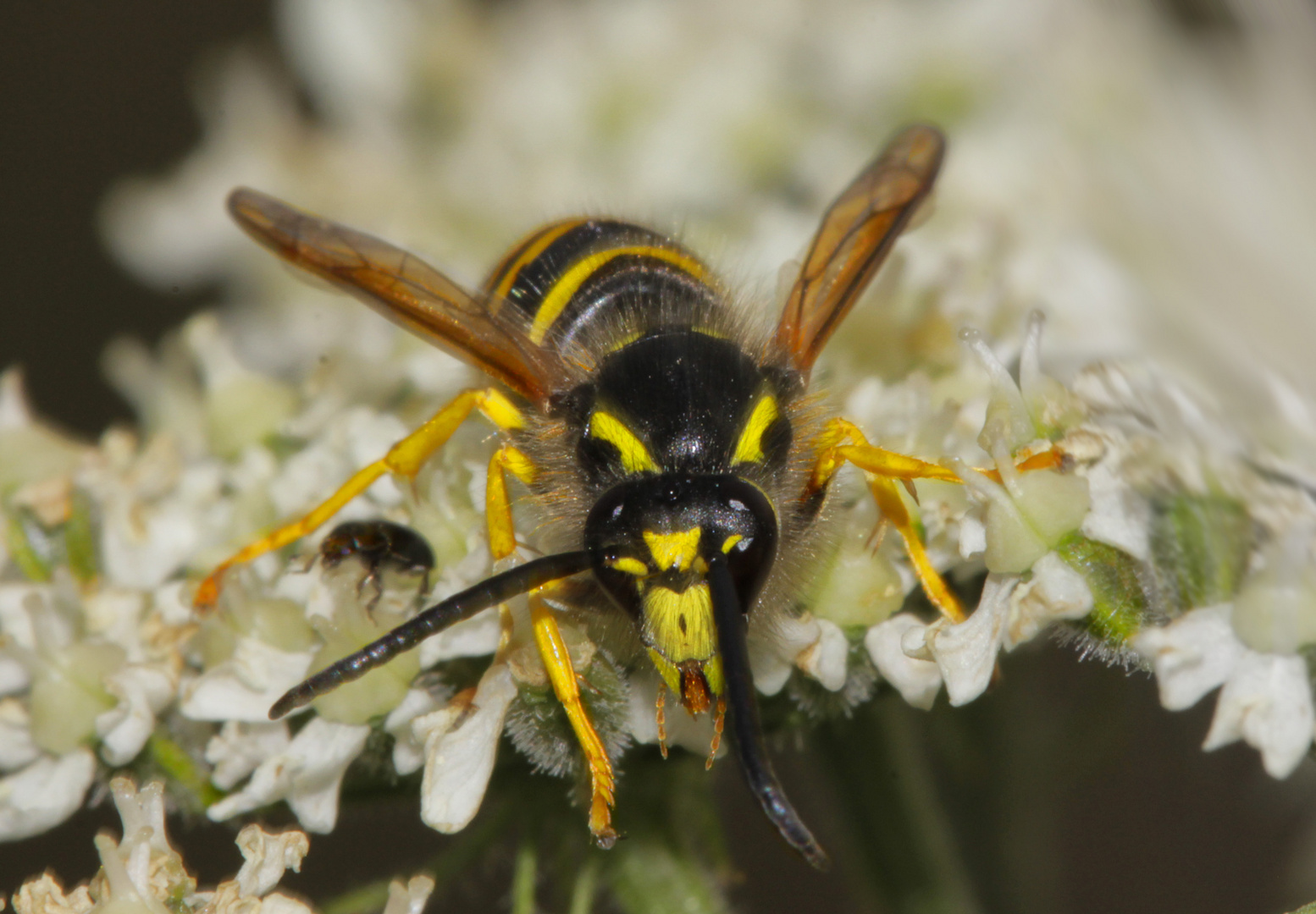 Mit Anhang Foto & Bild | tiere, wildlife, insekten Bilder auf fotocommunity