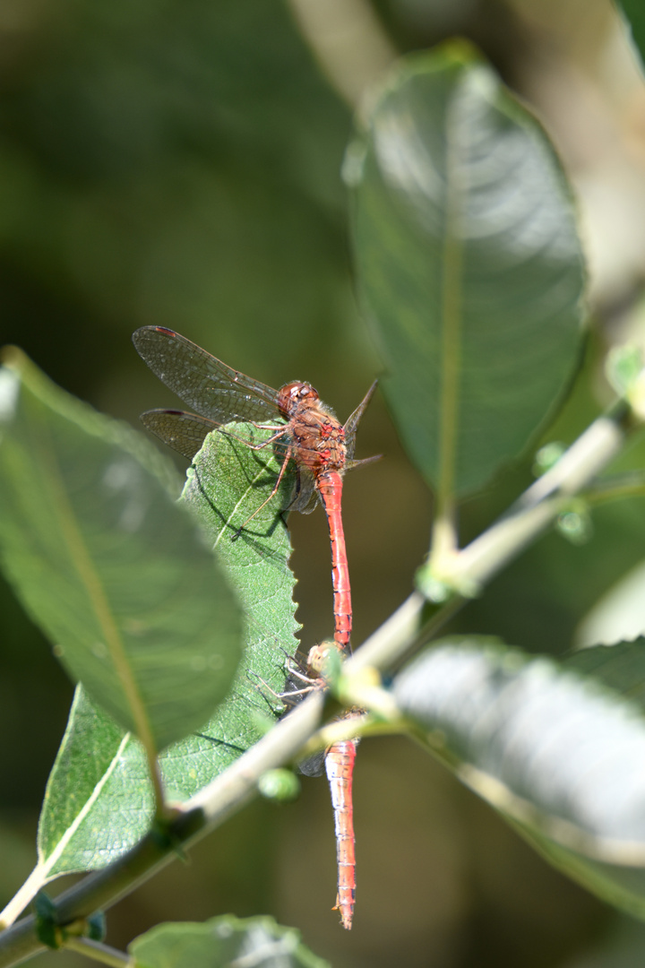 Mit Anhang... Foto & Bild | tiere, wildlife, libellen Bilder auf ...