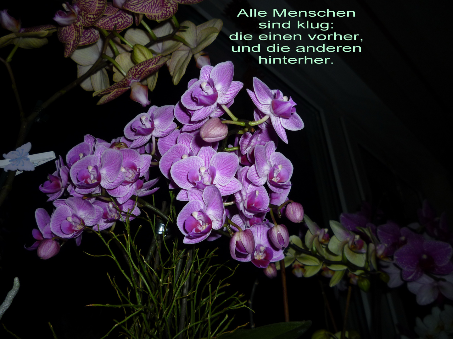 Mit Anhang Foto & Bild | pflanzen, pilze & flechten, blüten ...