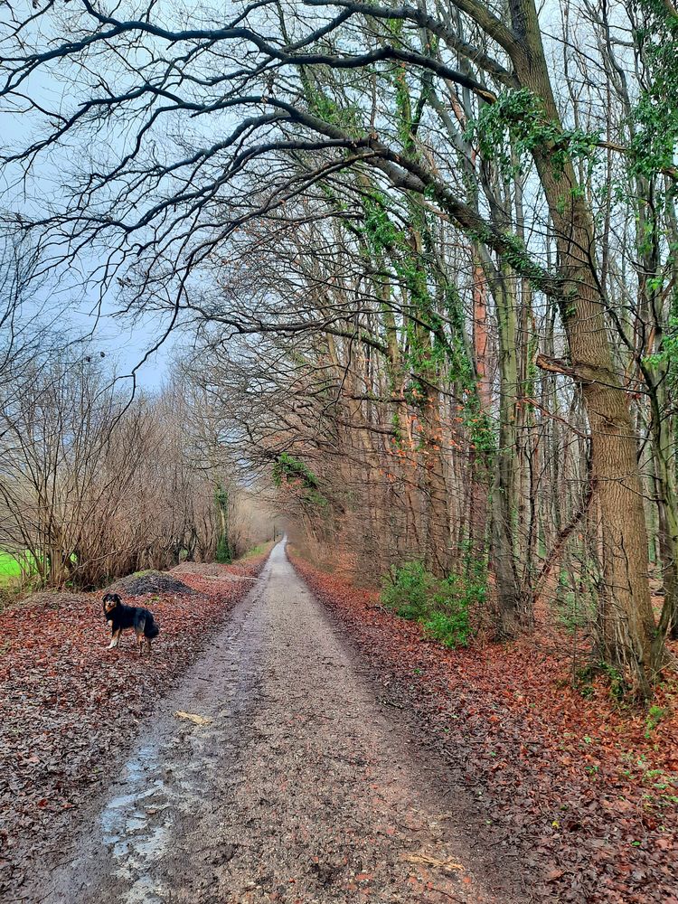 Mit Archie unterwegs Foto & Bild | landschaft, jahreszeiten, winter ...