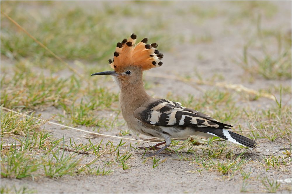 Mit aufgestellter Haube Foto & Bild | tiere, wildlife, wild lebende ...