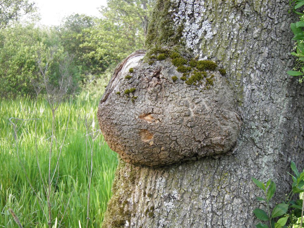 mit Beule Foto & Bild | pflanzen, pilze & flechten, bäume, einzelbäume ...