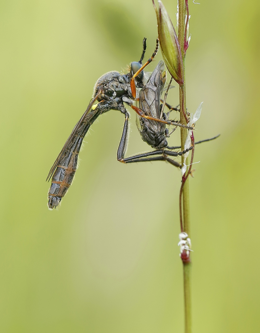 Mit Beute Foto & Bild | tiere, wildlife, insekten Bilder auf fotocommunity
