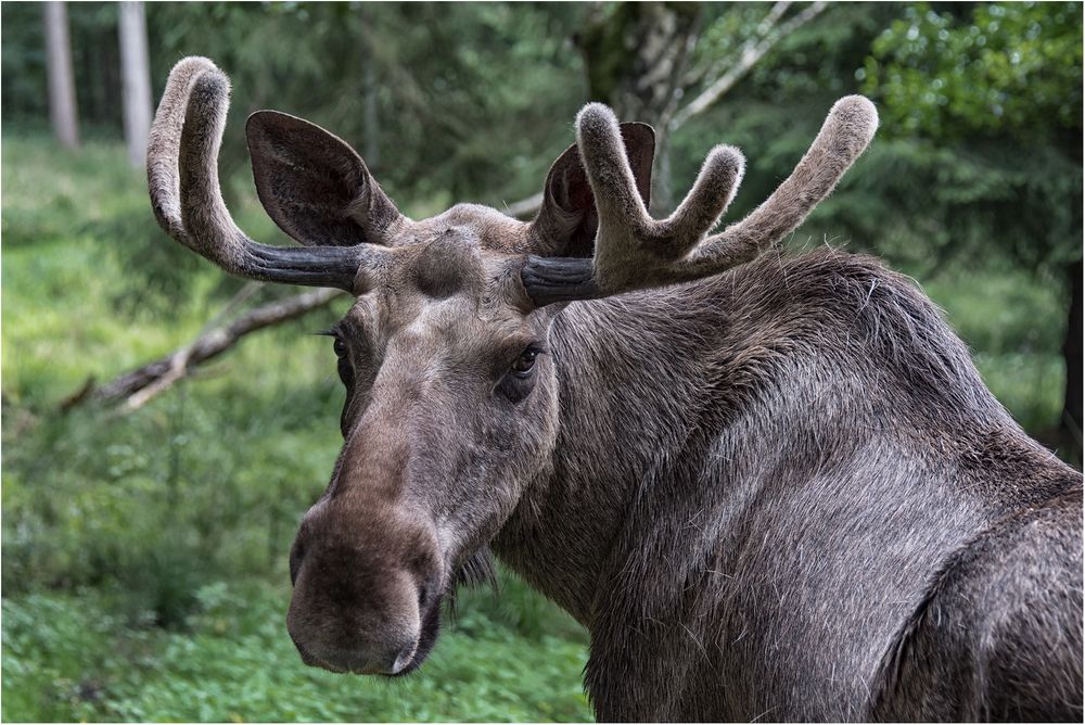 Mit dem Elch auf Du und Du Foto & Bild | natur, porträt, kopf Bilder ...