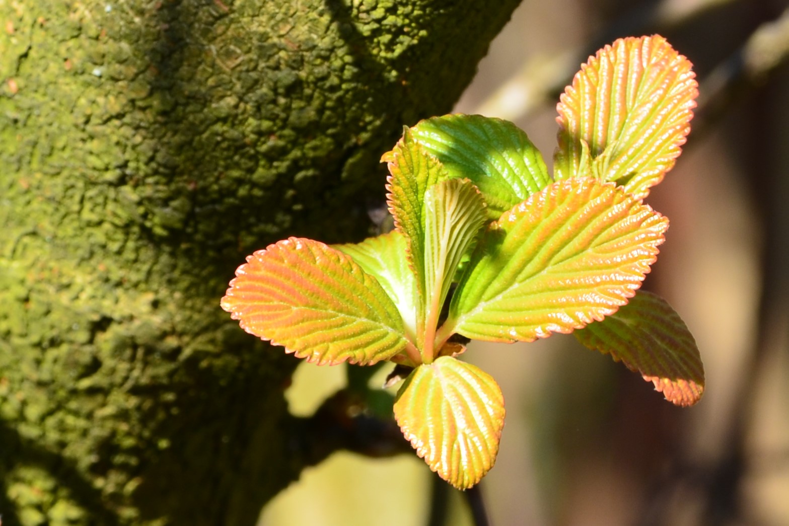 Mit dem Frühling entsteht neues Leben. Foto & Bild | pflanzen, pilze ... Mit dem Frühling entsteht neues Leben. Foto & Bild | pflanzen, pilze ...