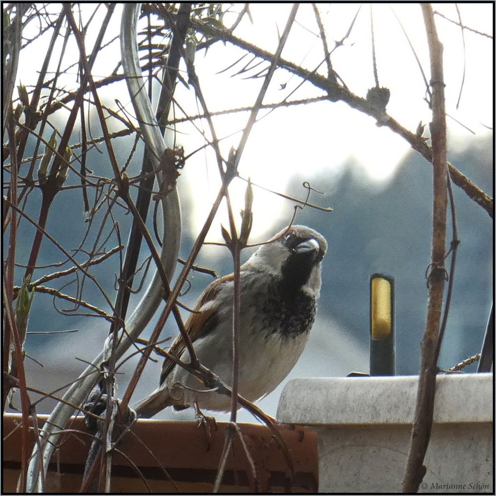 Mit dem Spatz... Foto & Bild | spezial, dokumentation, natur Bilder auf ...