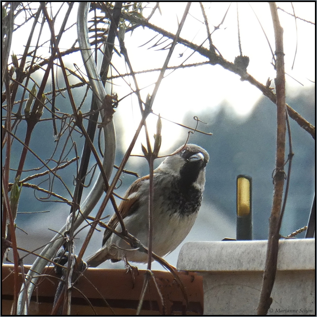 Mit dem Spatz... Foto & Bild | spezial, dokumentation, natur Bilder auf ...