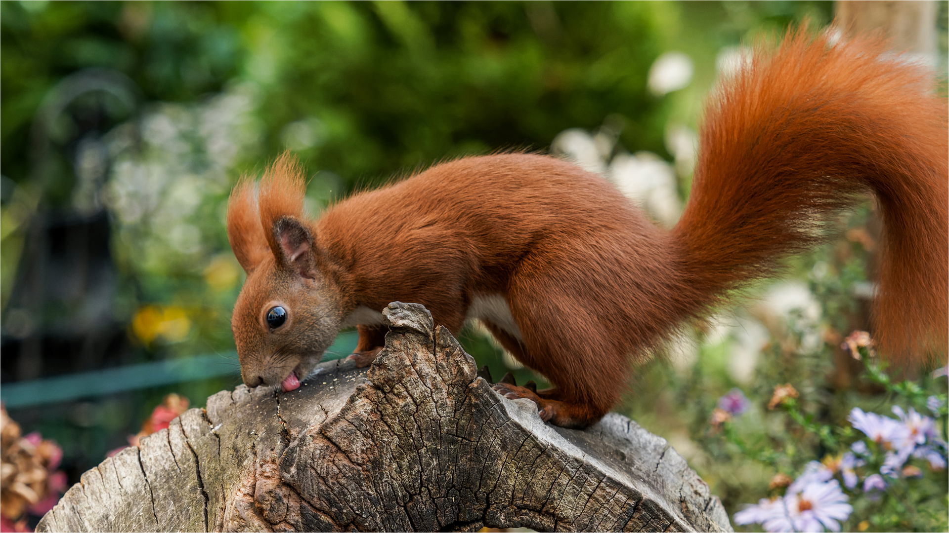 mit dem Zünglein schleck, leck schleck ..... Foto & Bild | tiere ...
