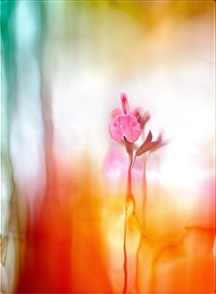 mit den augen sehen und ersehnte freiheiten fühlen ... Foto & Bild | bearbeitungs - techniken ...