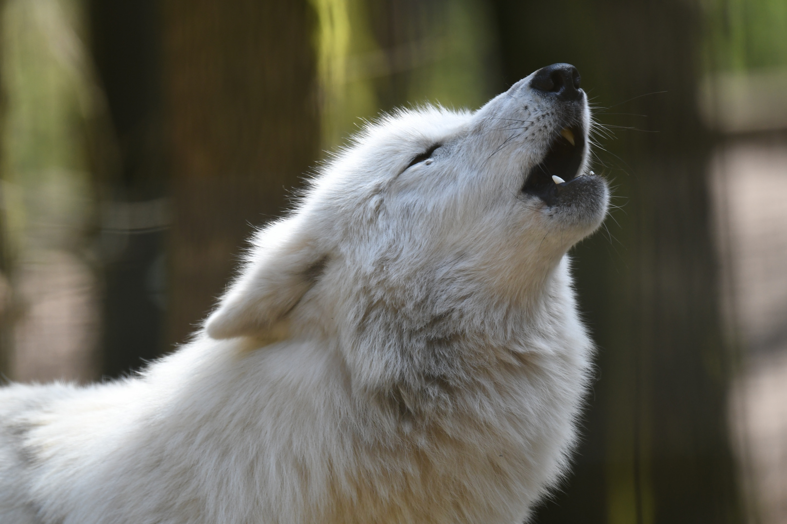 Mit den Wölfen heulen Foto & Bild | tiere, wildlife, wildlife: sonstige ...