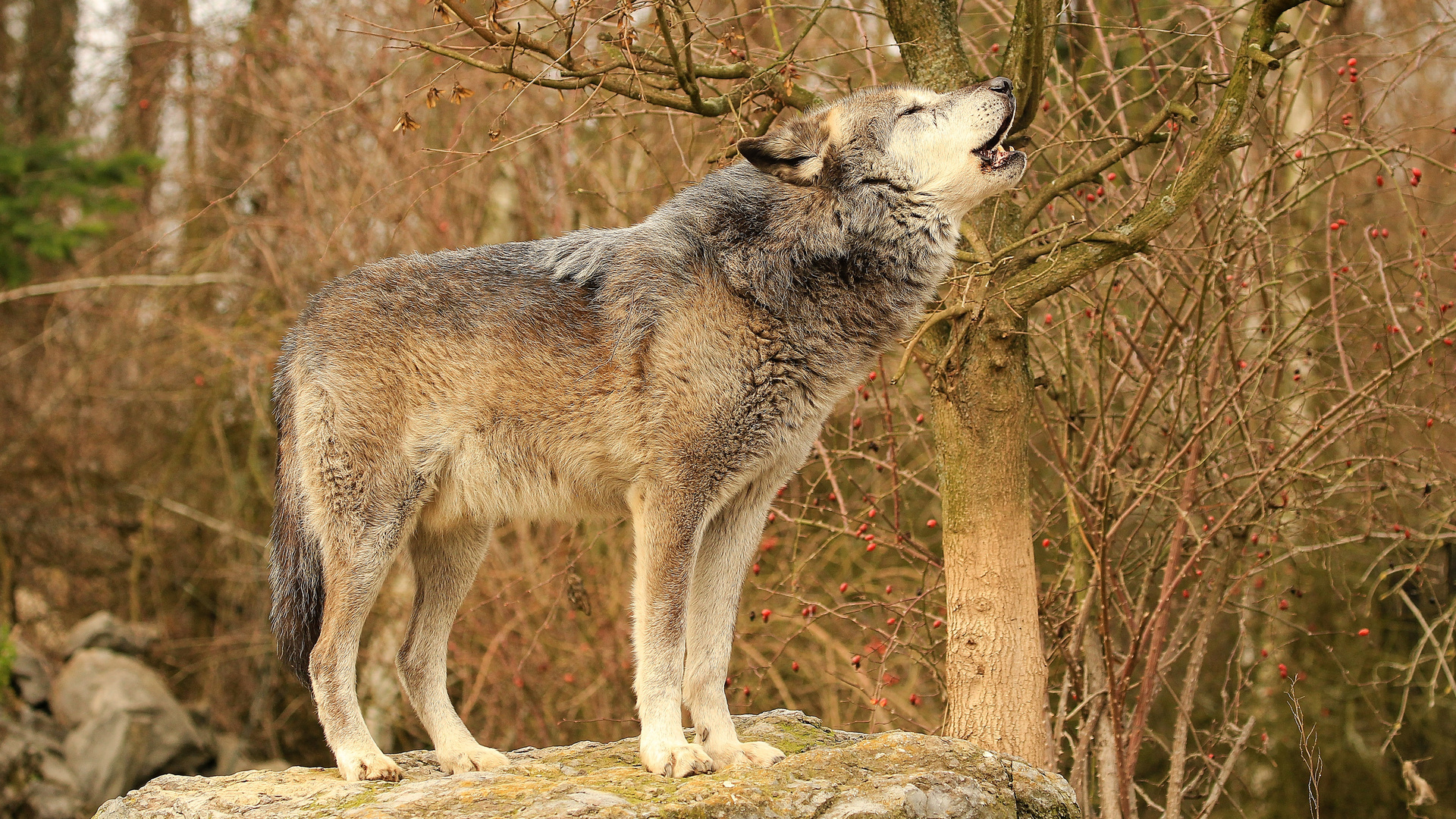 mit den Wölfen heulen Foto & Bild | natur, wolf, zoo Bilder auf ...