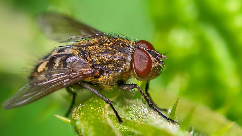 mit der Fliege auf "Du und Du" Foto & Bild | makro, natur, macro Bilder ...