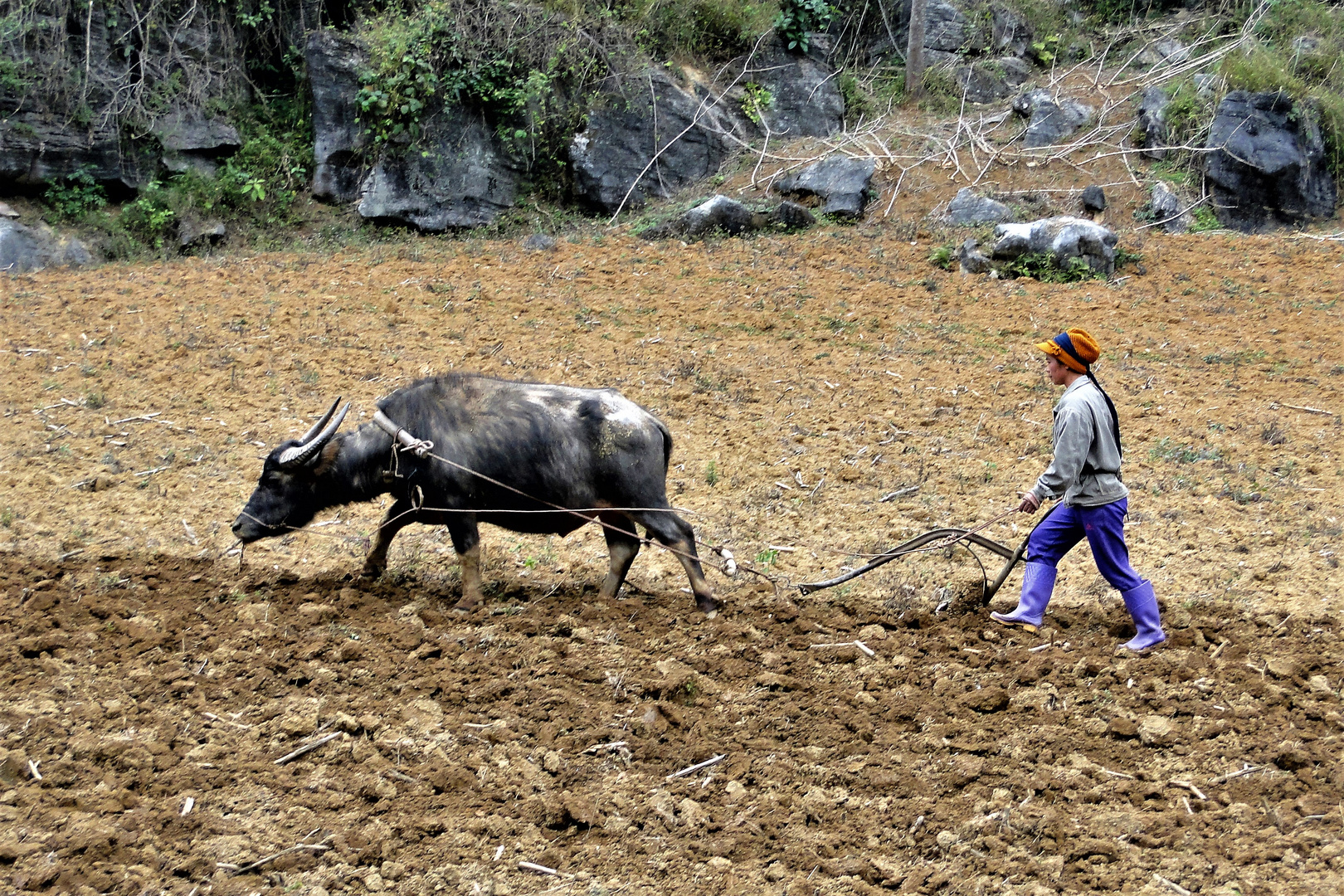 Mit der Kraft des Bullen Foto & Bild | street, world, outdoor Bilder ...