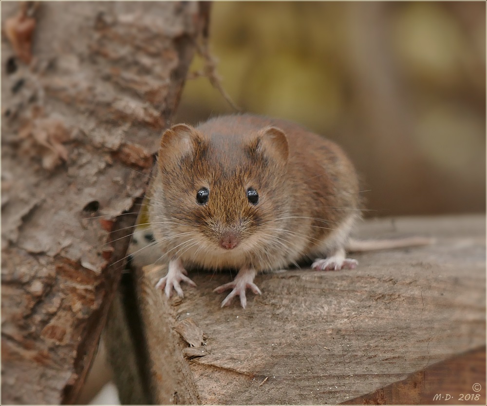 Mit der Mausi ... Foto & Bild | tiere, wildlife, säugetiere Bilder auf ...