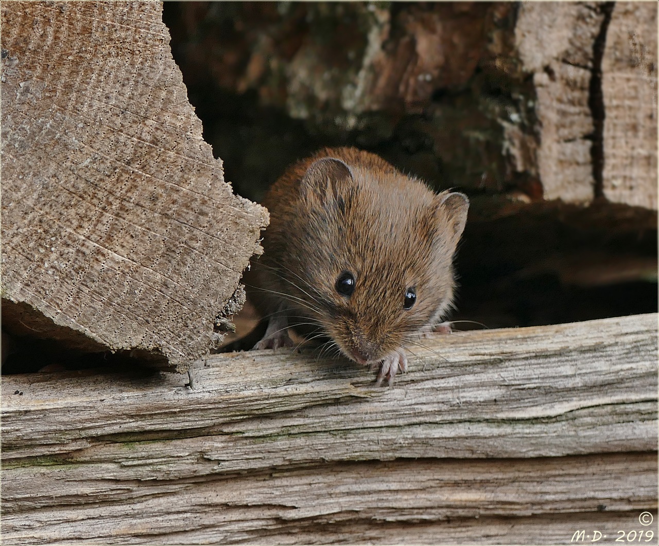 Mit der Mausi ... Foto & Bild | tiere, wildlife, säugetiere Bilder auf ...