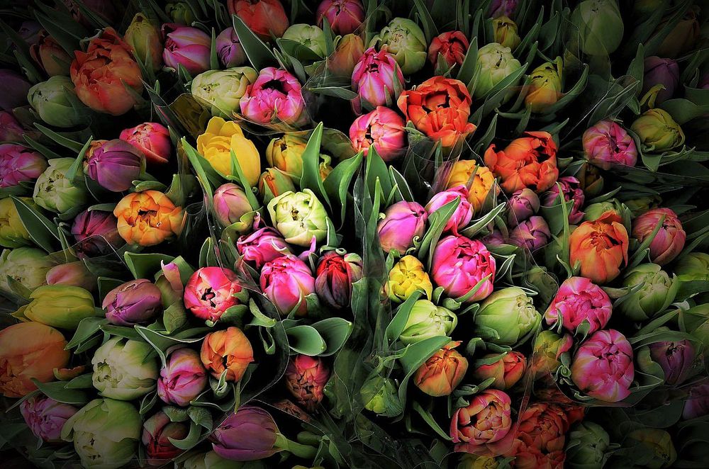 Mit diesem bunten Strauß Foto & Bild | tulpen, natur, pflanzen Bilder auf fotocommunity