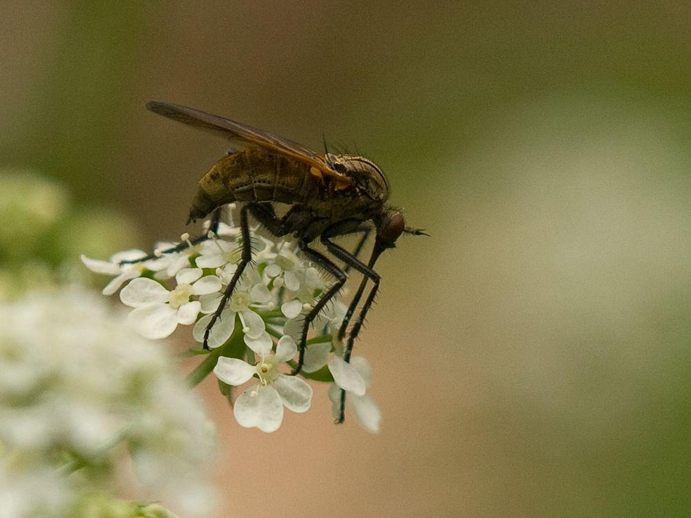 Mit diesem Rüssel Foto & Bild | tiere, wildlife, insekten Bilder auf ...