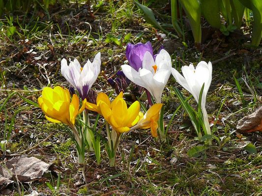 Krokusse Bilder & Fotos