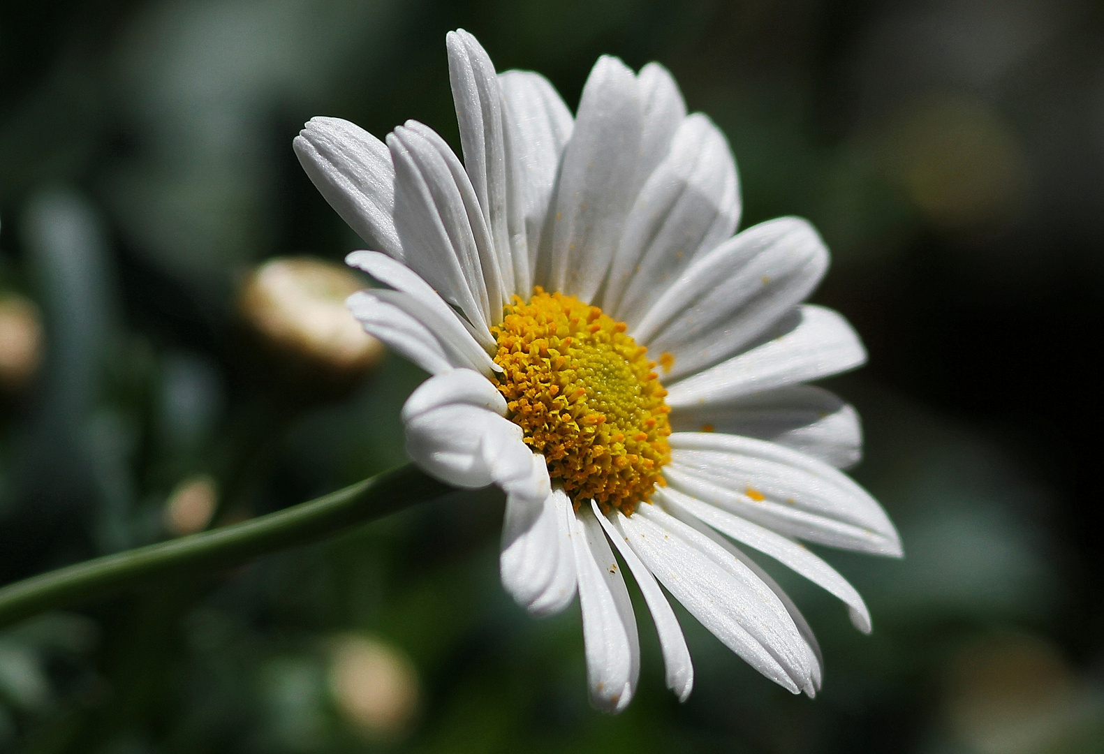 Mit dieser Margerite ..... Foto & Bild | pflanzen, pilze & flechten ...