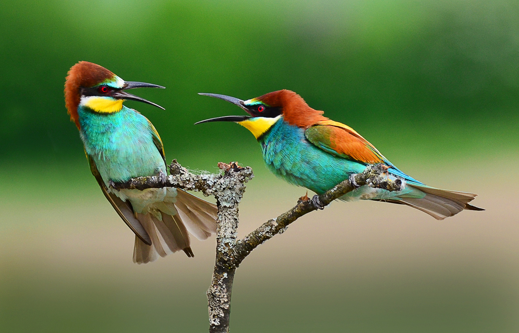 Mit Dir hab´ich ein Hühnchen zu rupfen ! Foto & Bild | natur, tiere ...