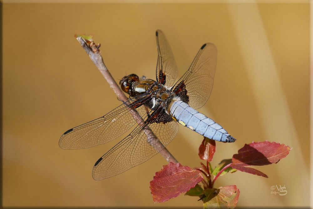 Mit etwas Geduld... Foto & Bild | tiere, wildlife, libellen Bilder auf ...