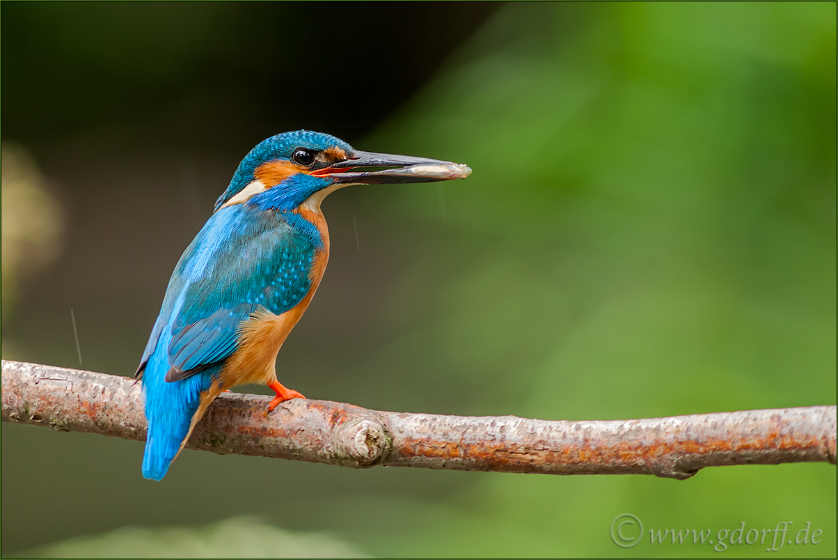 ~ mit Fisch ~ Foto & Bild | tiere, wildlife, wild lebende vögel Bilder ...