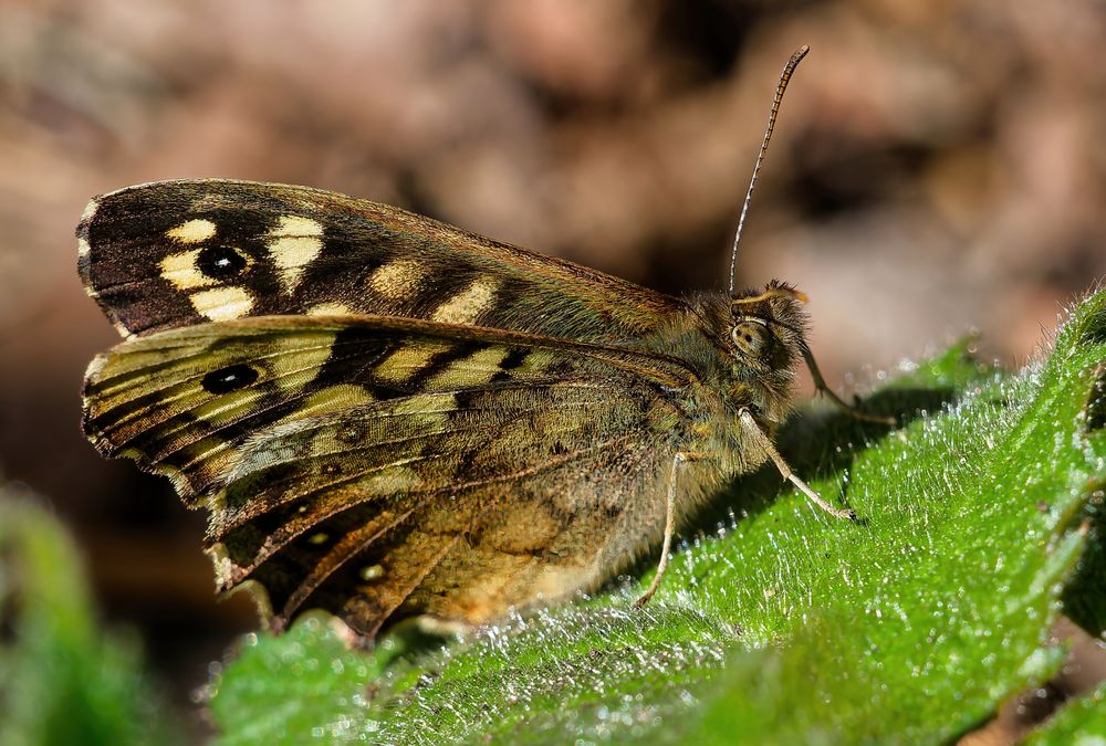 MIT FLECKEN, CHARME UND FLÜGELN - DAS WALDBRETTSPIEL Foto & Bild ...