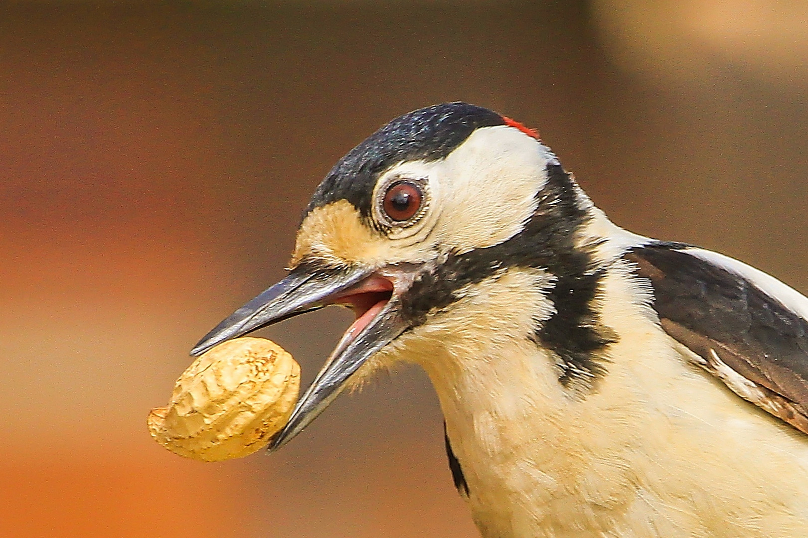 mit Futter Foto & Bild | tiere, wildlife, wild lebende vögel Bilder auf ...