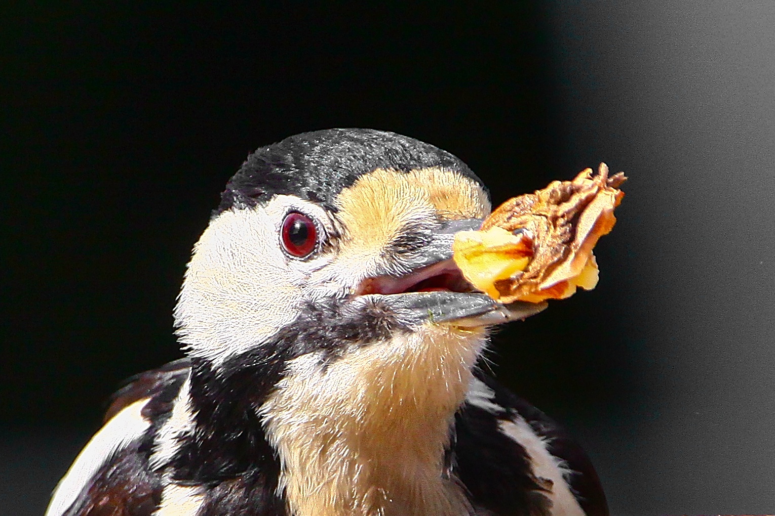 mit Futter Foto & Bild | tiere, wildlife, wild lebende vögel Bilder auf ...