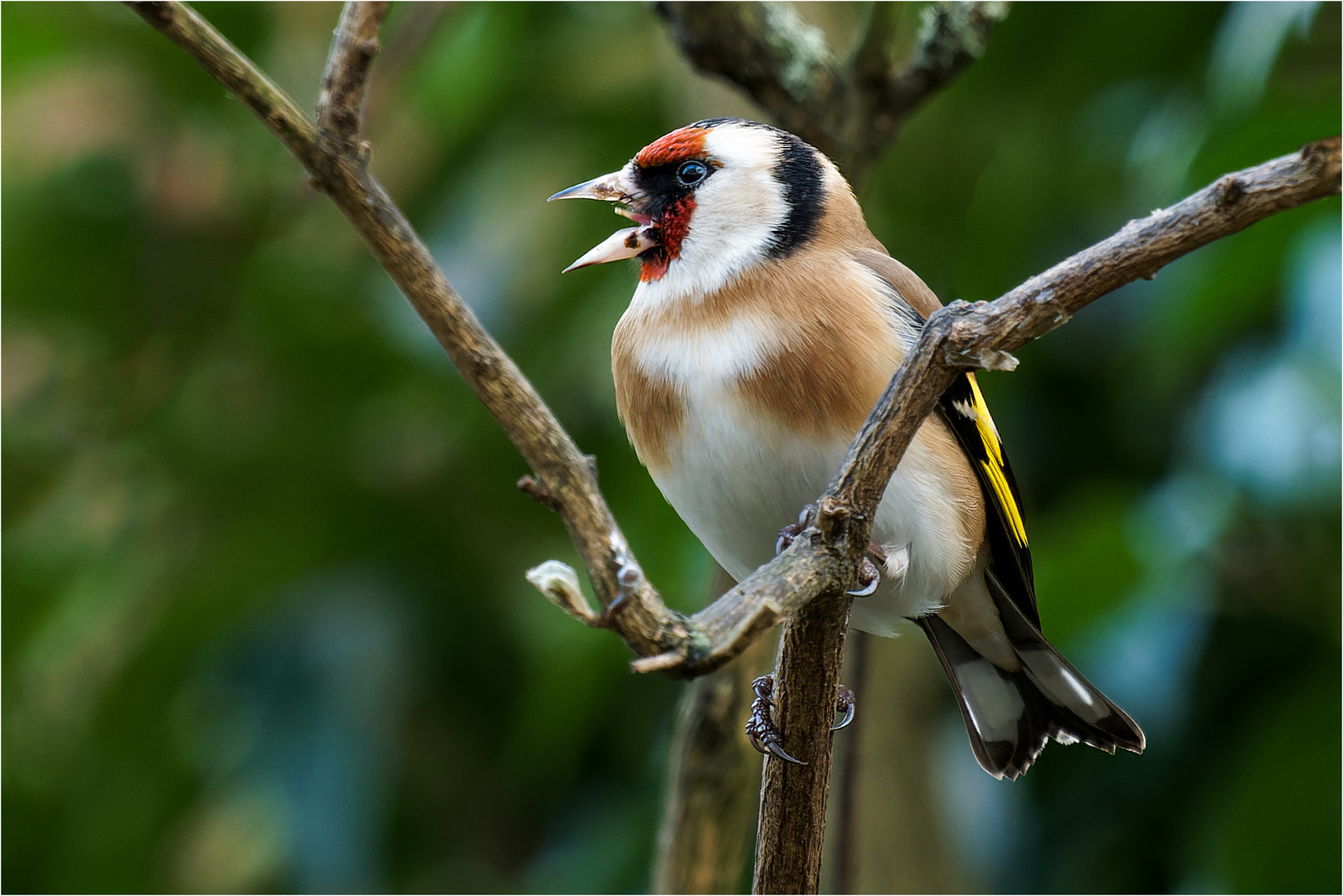 mit geöffnetem Schnabel ..... Foto & Bild | tiere, wildlife, wild ...