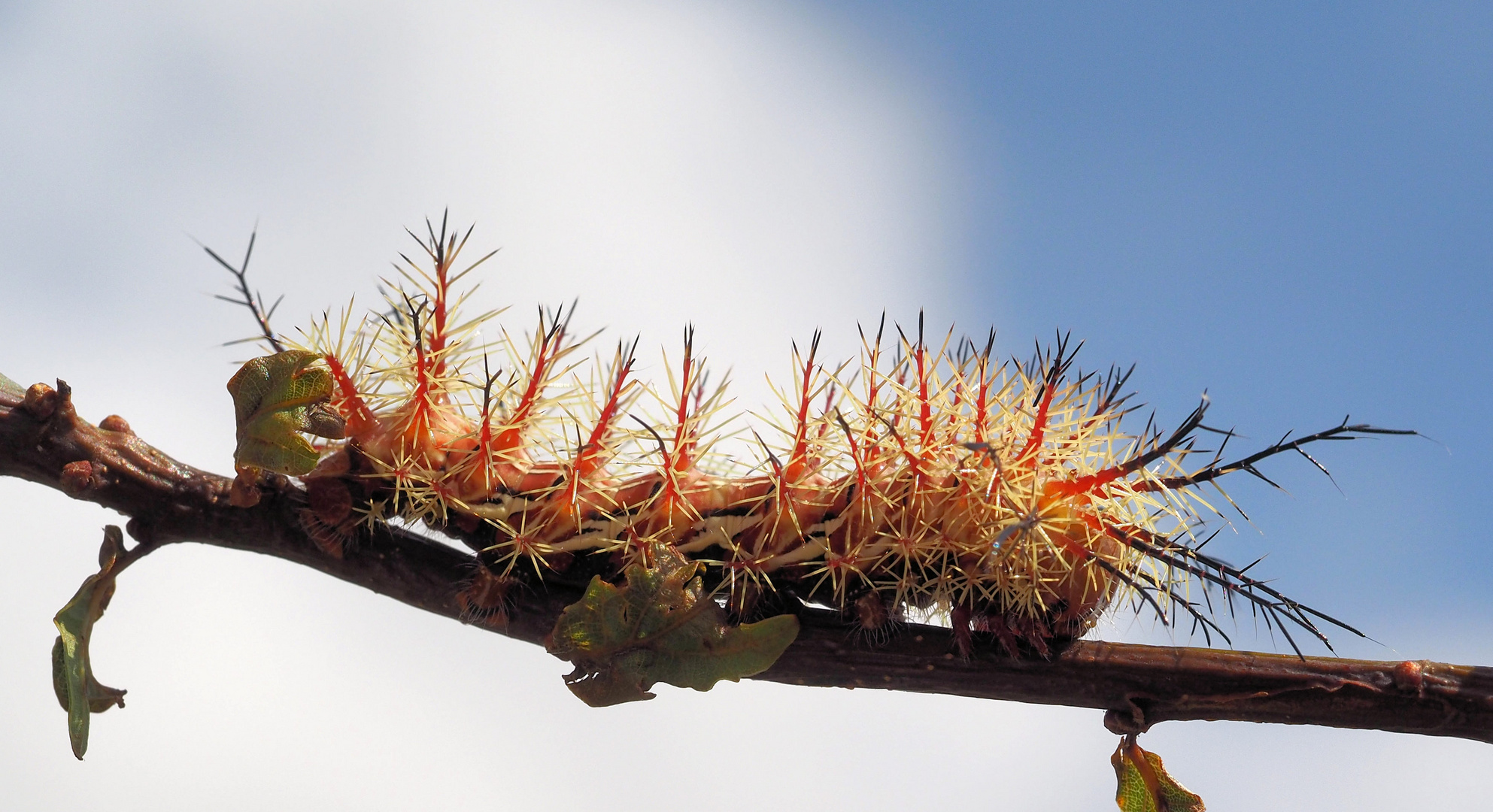 Mit Geweih … Foto & Bild | fotos, natur, insekt Bilder auf fotocommunity