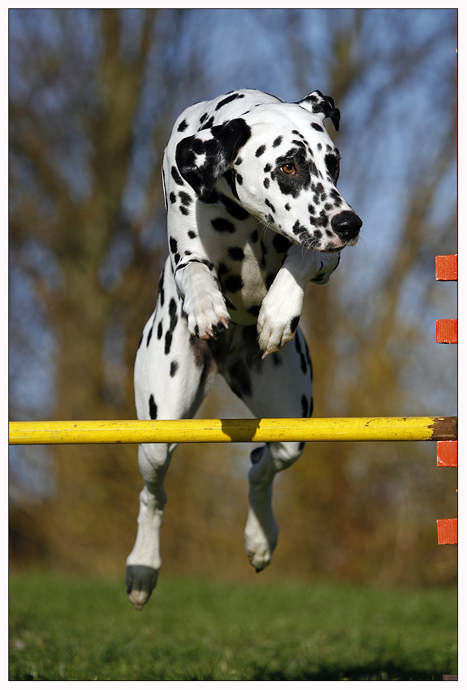Mit großem Sprung.... Foto & Bild | tiere, haustiere, hunde Bilder auf ...