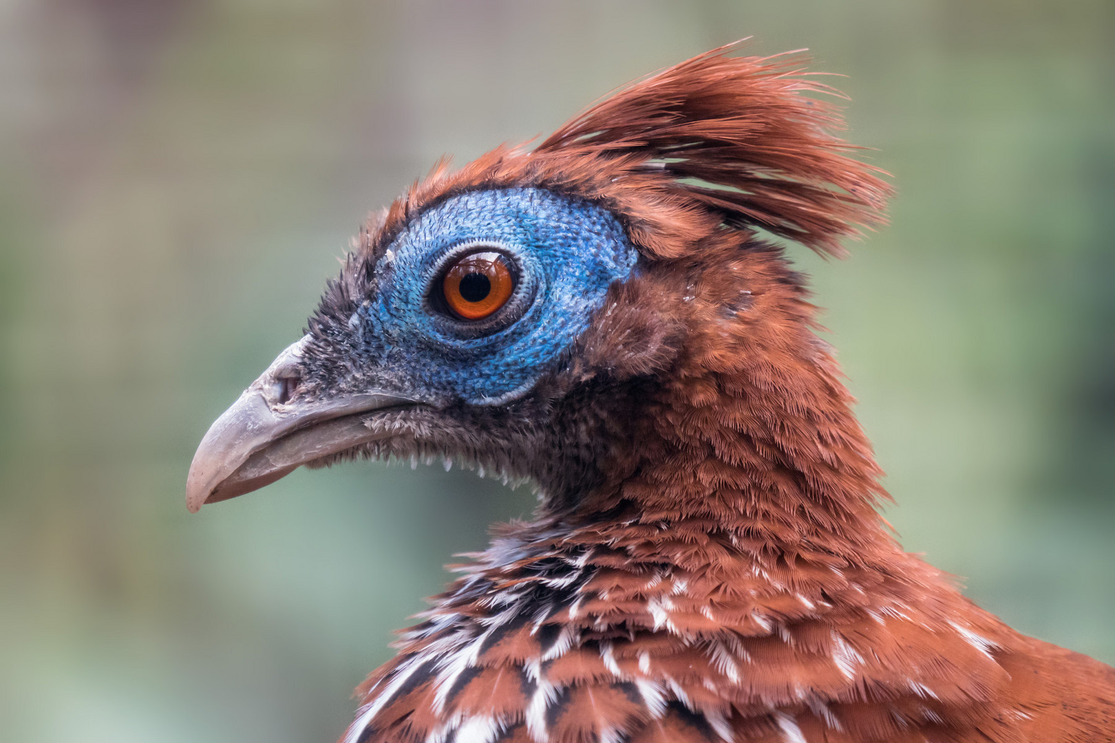 mit Haube Foto & Bild | tiere, vögel, weltvogelpark walsrode Bilder auf ...
