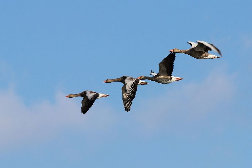 Mit lautem Geschrei zogen sie vorbei Foto & Bild | tiere, wildlife ...