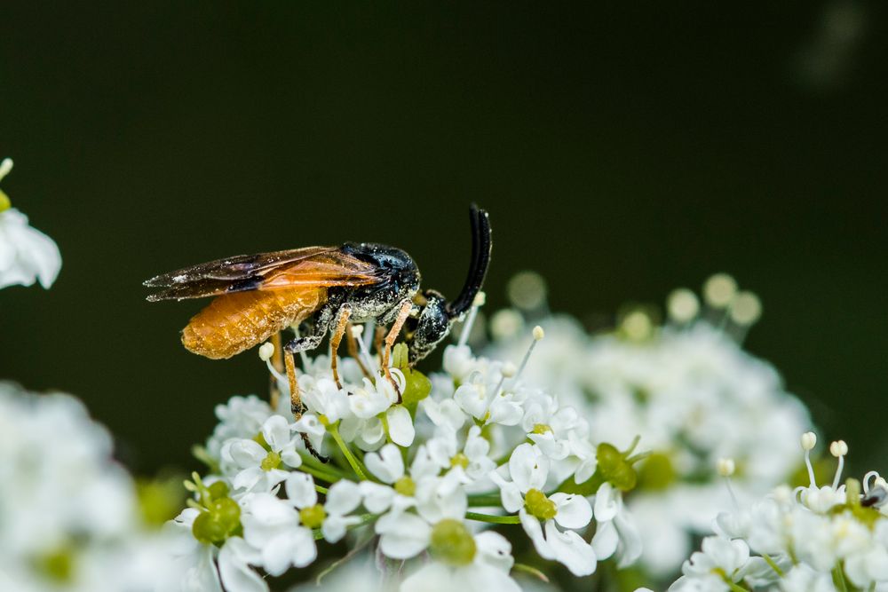 Mit Pollen geschmückt Foto & Bild | fotos, natur, insekten Bilder auf ...